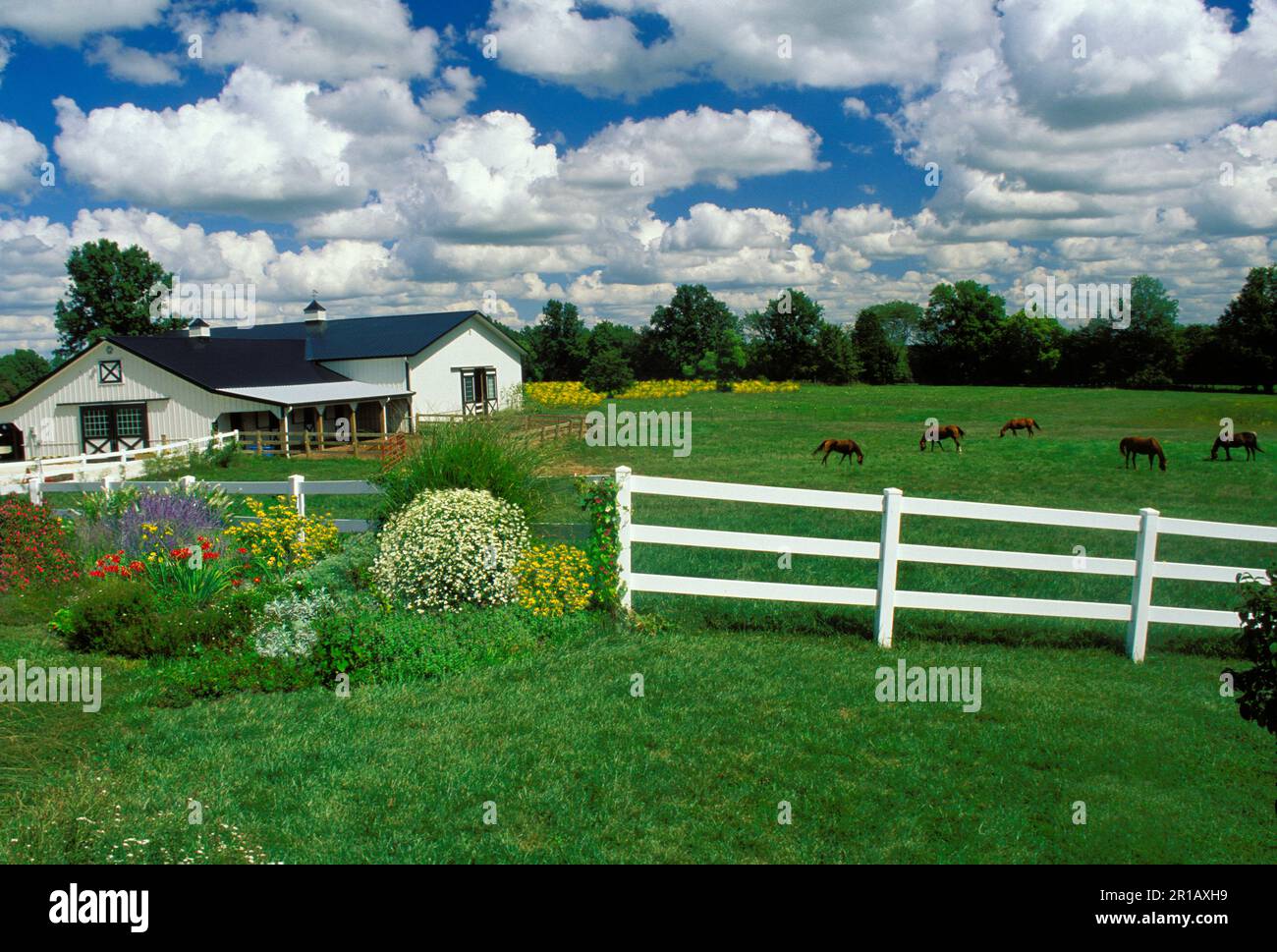 View of rural barn with white painted fence, horses and summer flowers ...
