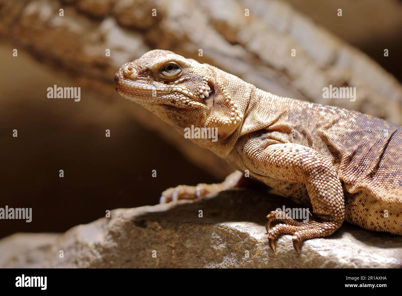 Common chuckwallas hi-res stock photography and images - Alamy