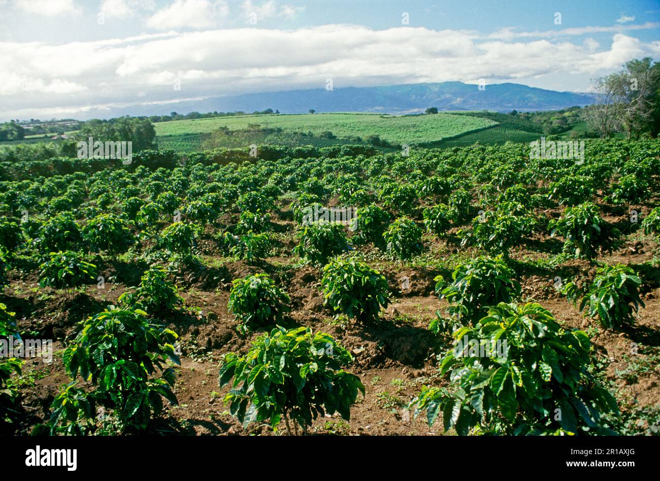 Coffee plants growing in the mountains of Costa Rica Stock Photo - Alamy
