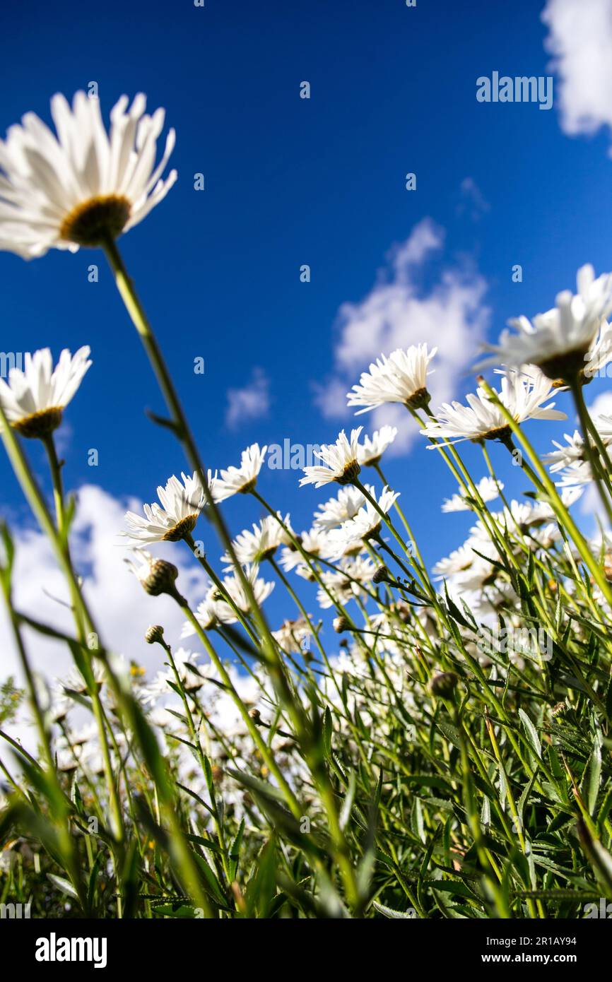 Daisies looking up to the bright blue sky Stock Photo - Alamy