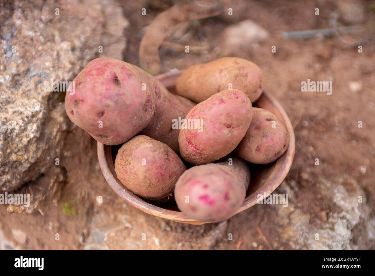Peruvian red potatoes hi-res stock photography and images - Alamy