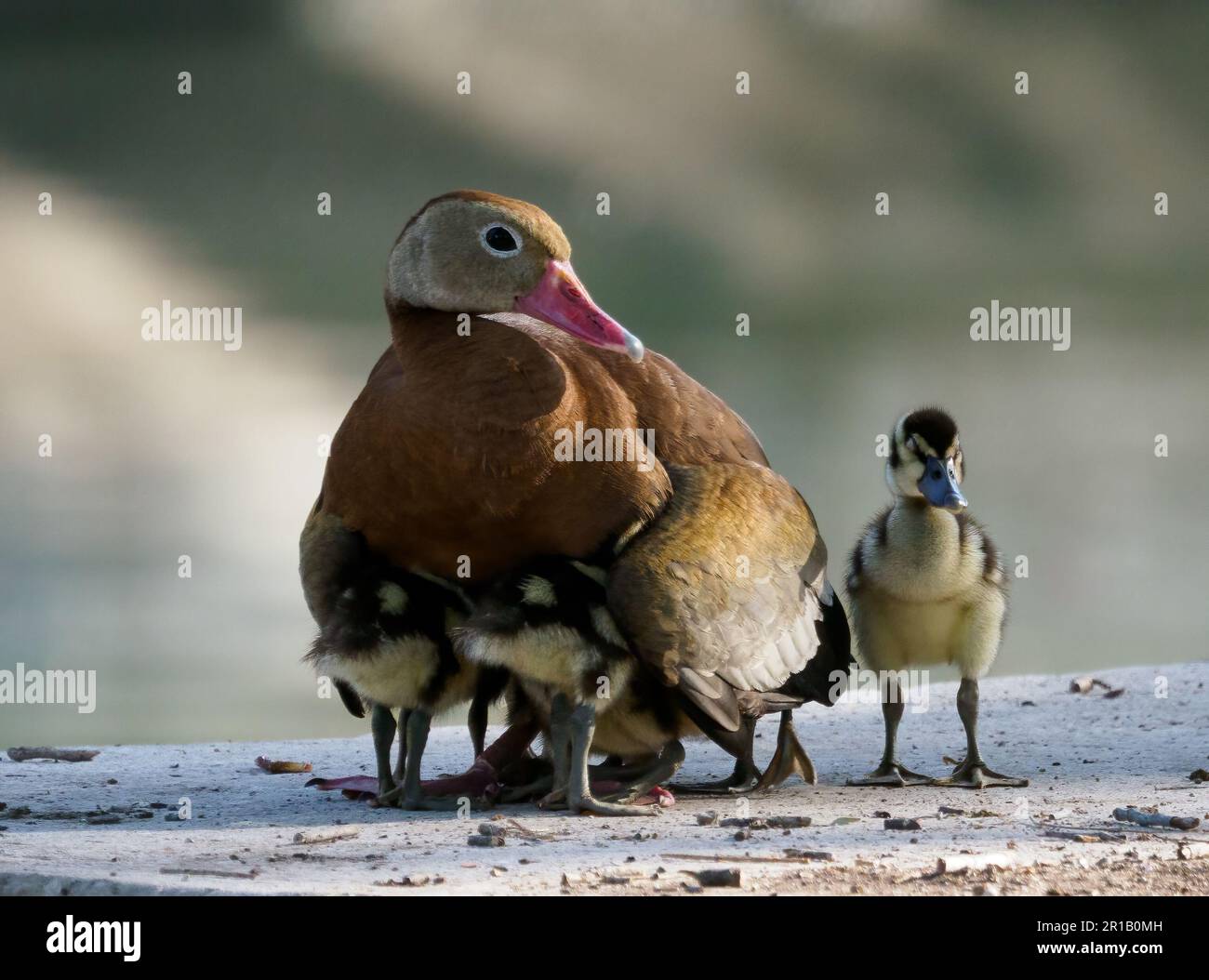 Black-bellied Whistling Duck with ducklings Stock Photo - Alamy