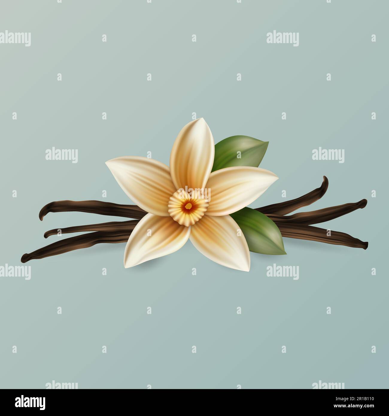 Vector 3d Realistic Sweet Scented Fresh Vanilla Flower with Leaves ...
