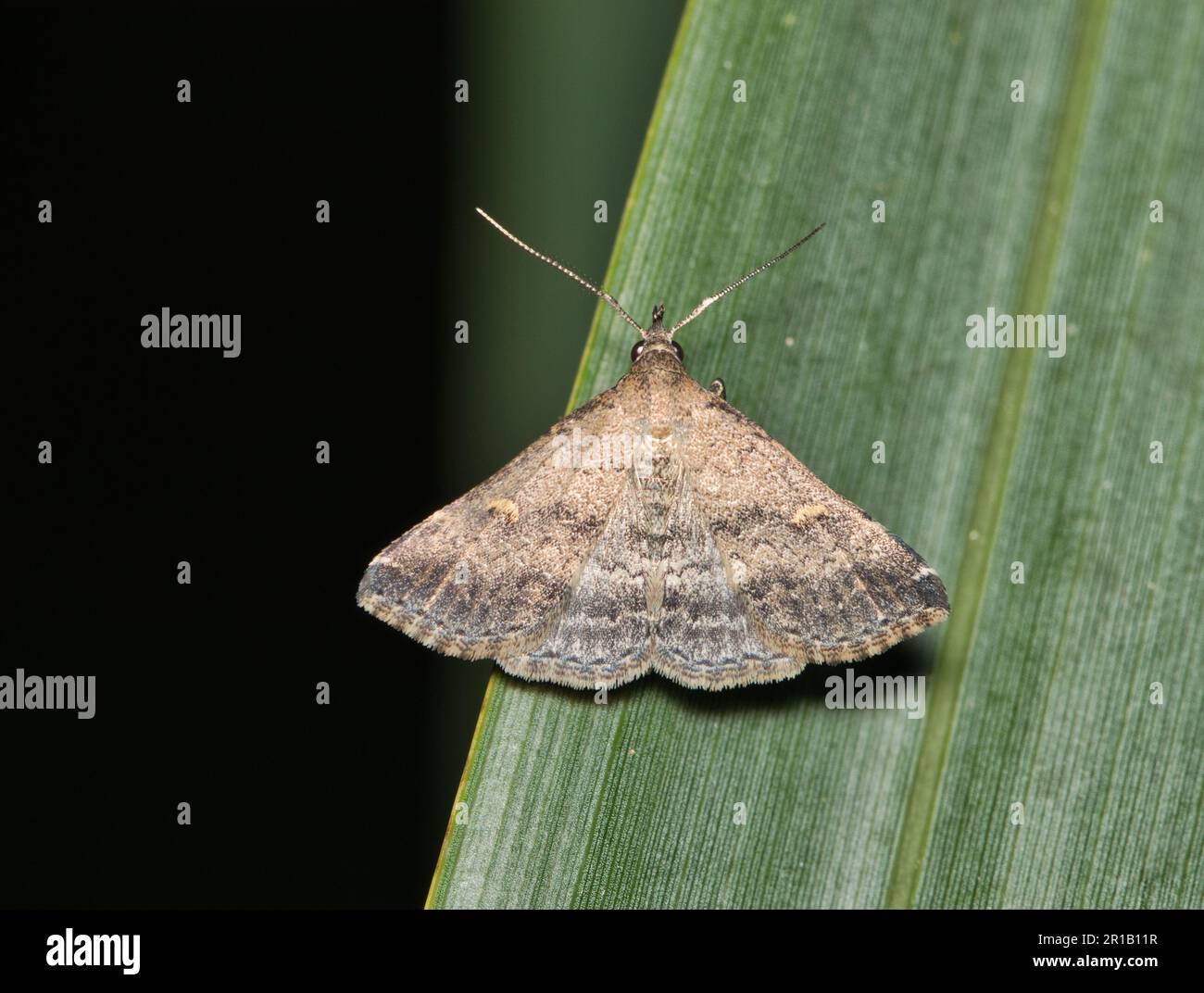 Florida Owlet Moth, male dorsal view (Tetanolita floridana) on a plant ...