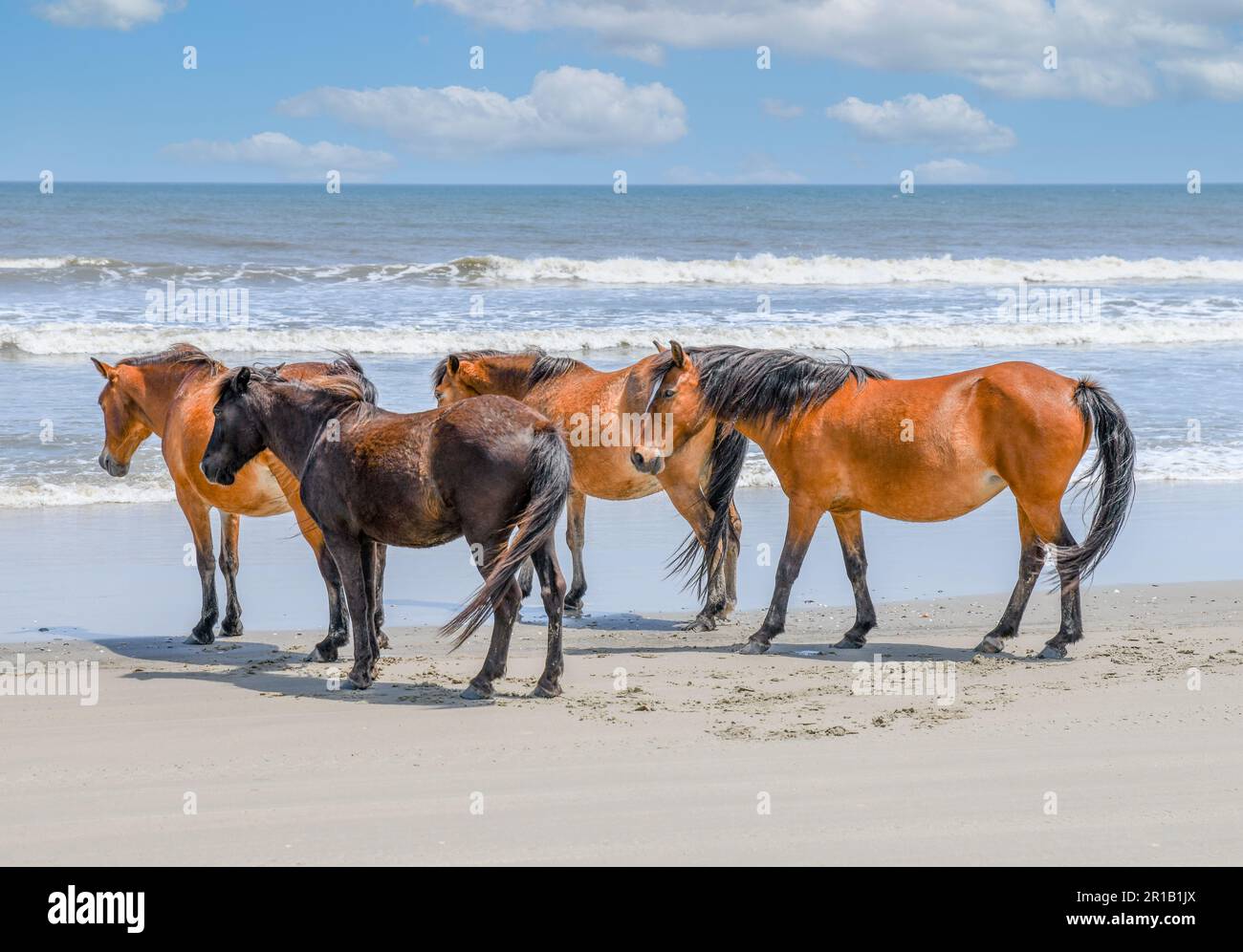 Outer Banks Nc Wild Horse Estates