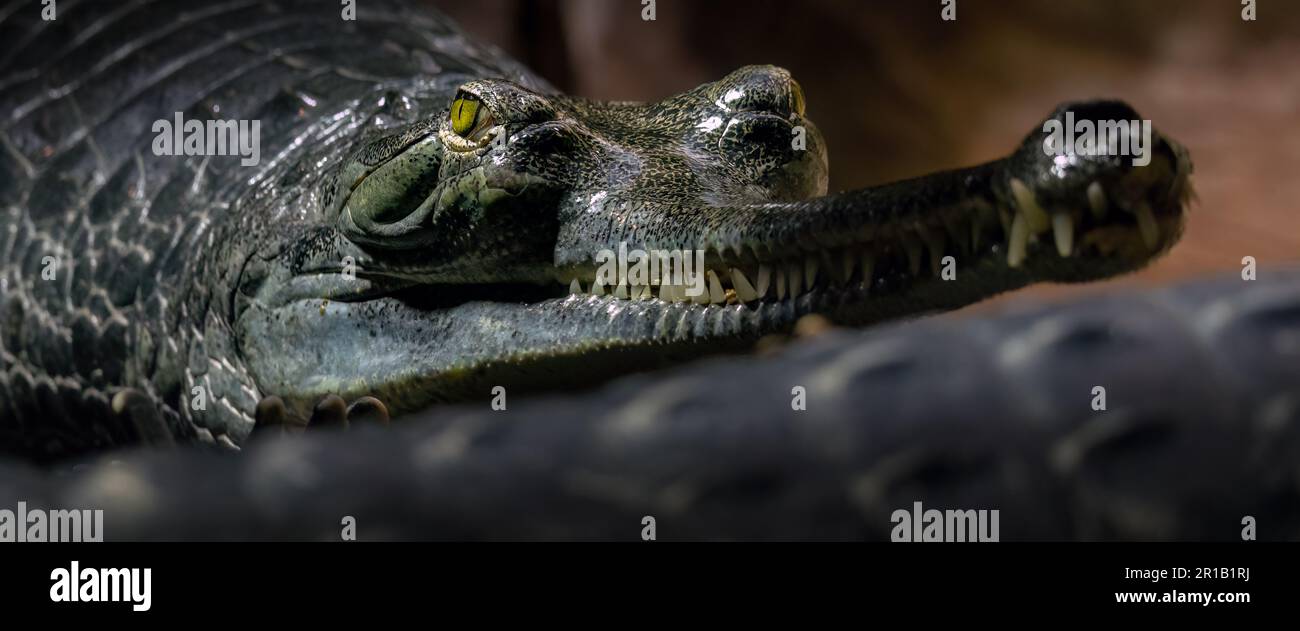 Gharial eating hi-res stock photography and images - Alamy
