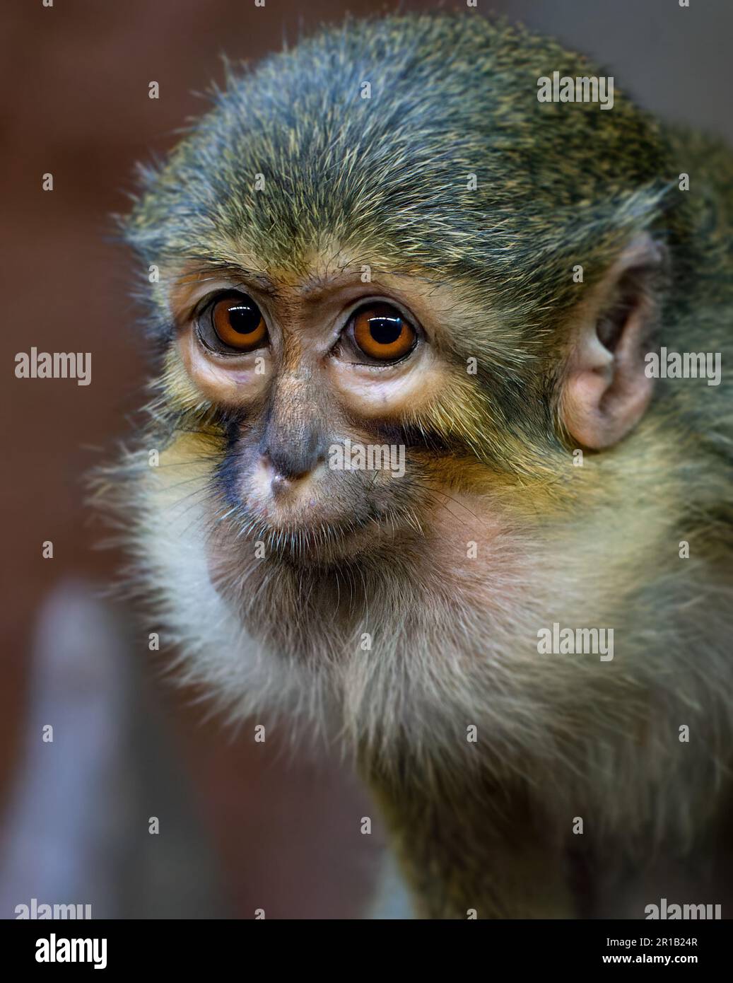 Miopithecus talapoin not ogouensis hi-res stock photography and images ...