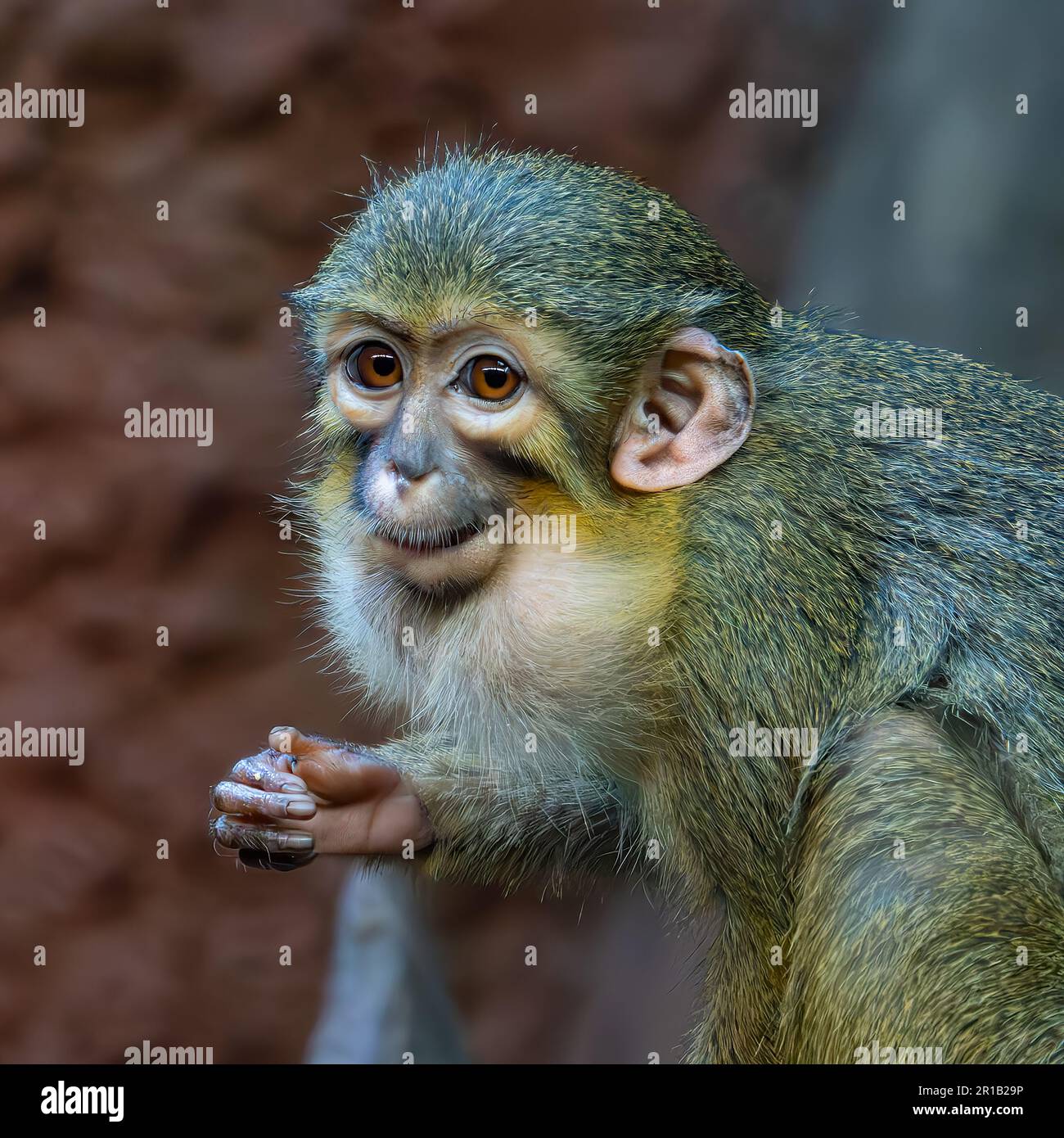 Miopithecus talapoin not ogouensis hi-res stock photography and images ...
