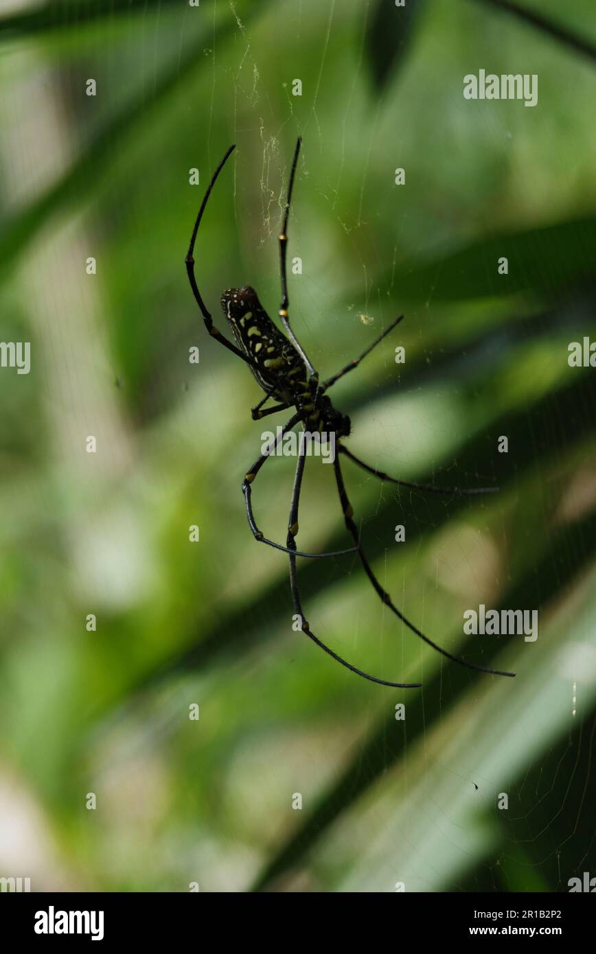 A spider sitting in its web, showcasing the intricate details of the ...