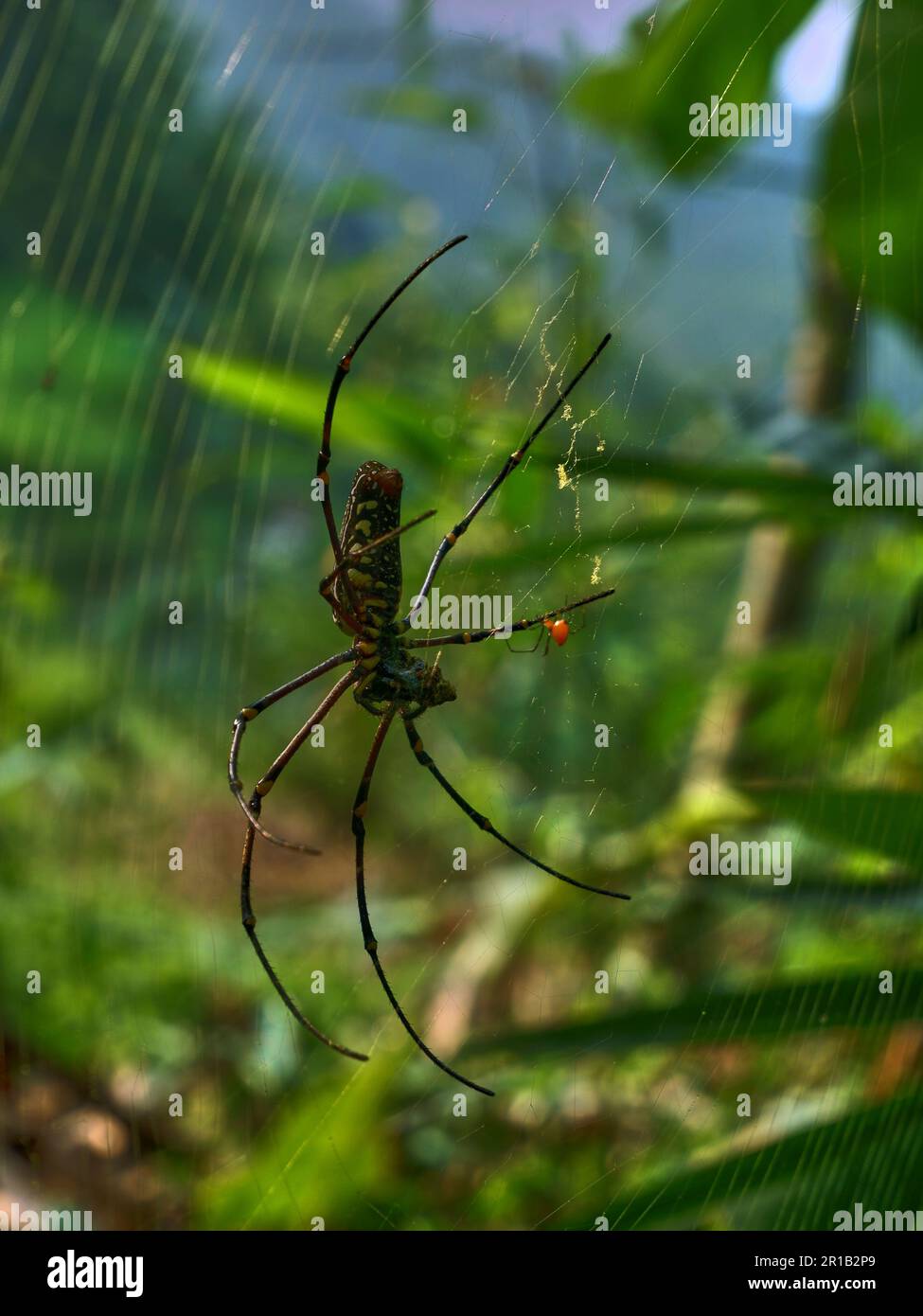 A spider sitting in its web, showcasing the intricate details of the ...