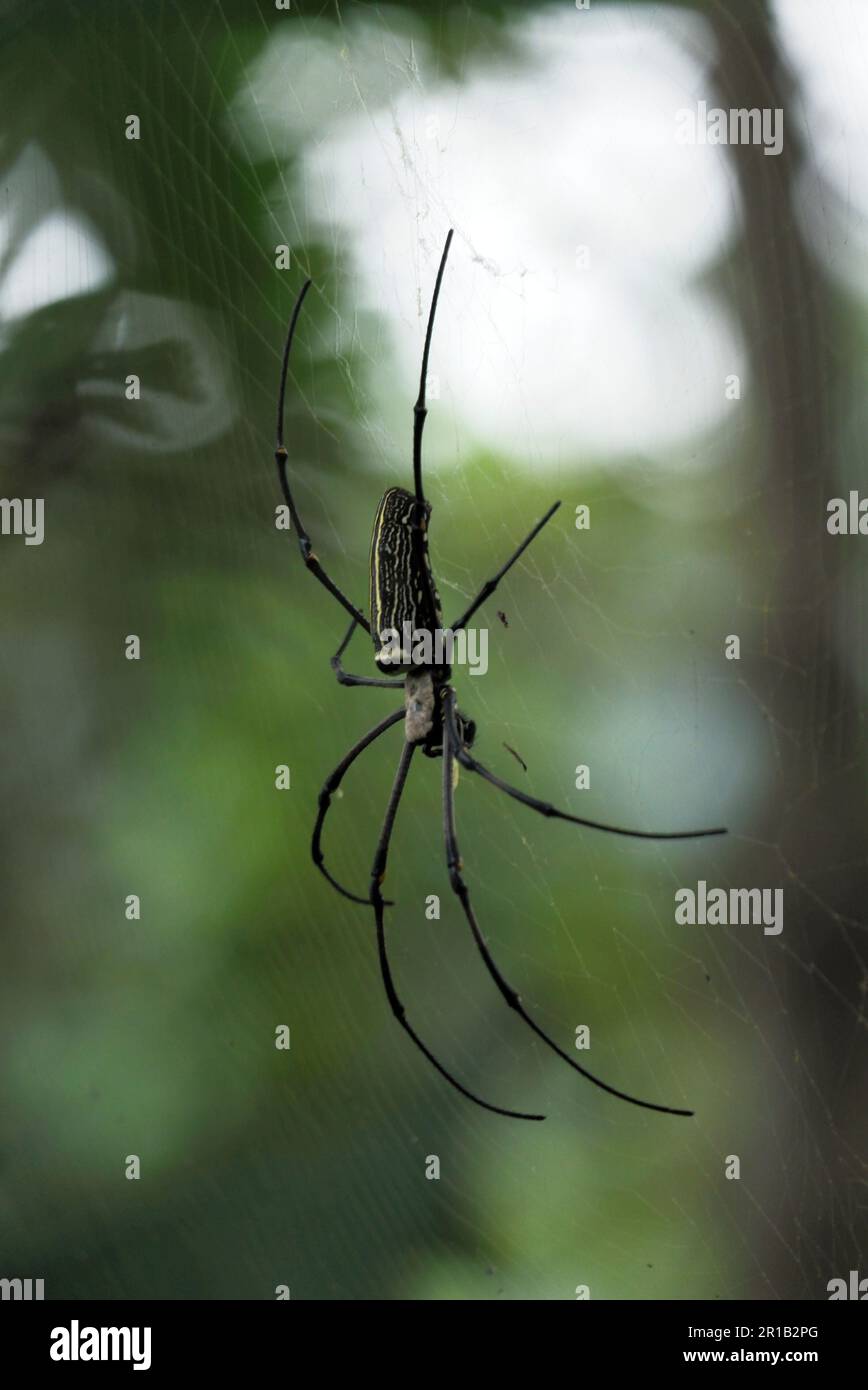 A spider sitting in its web, showcasing the intricate details of the ...