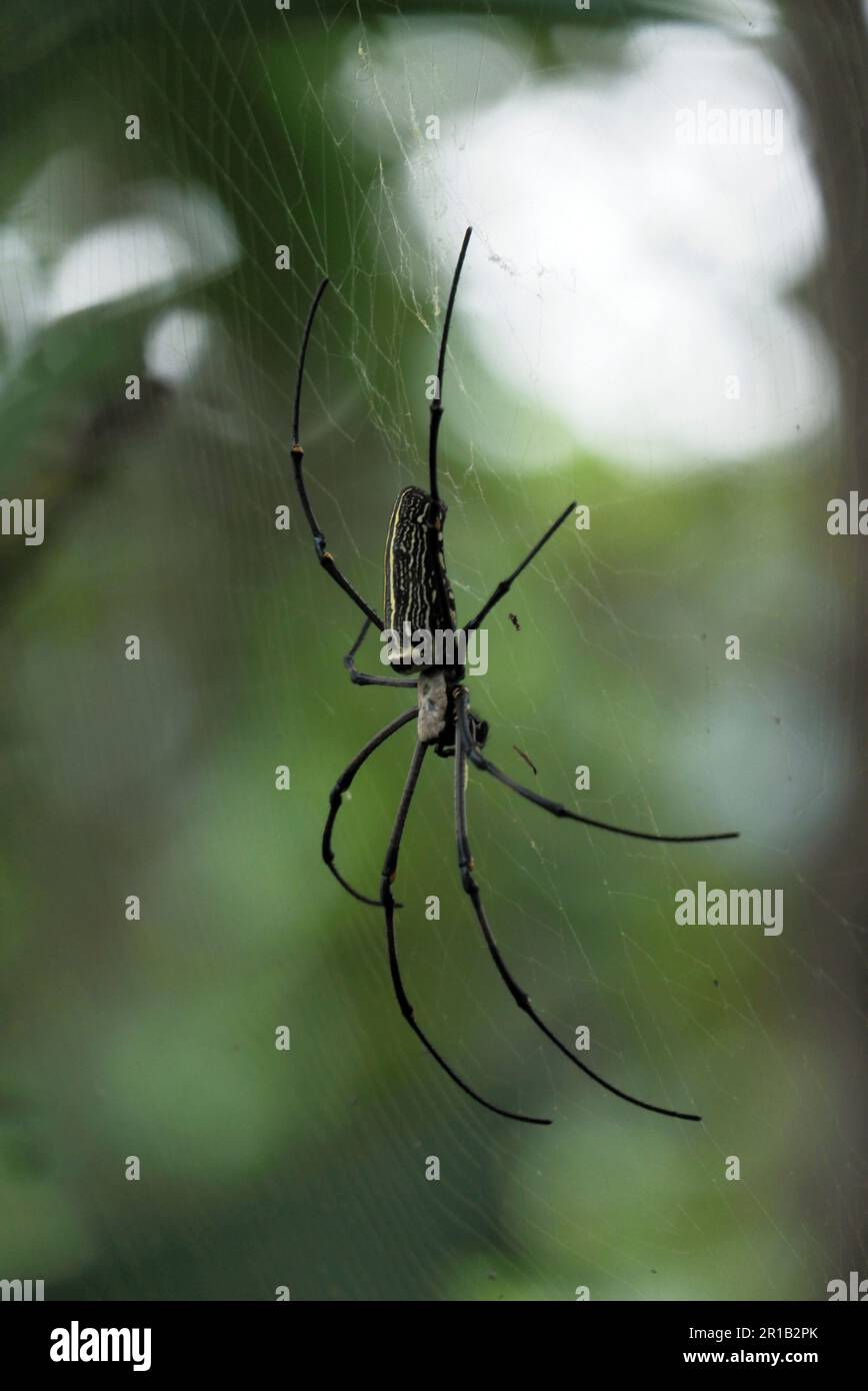 A spider sitting in its web, showcasing the intricate details of the ...