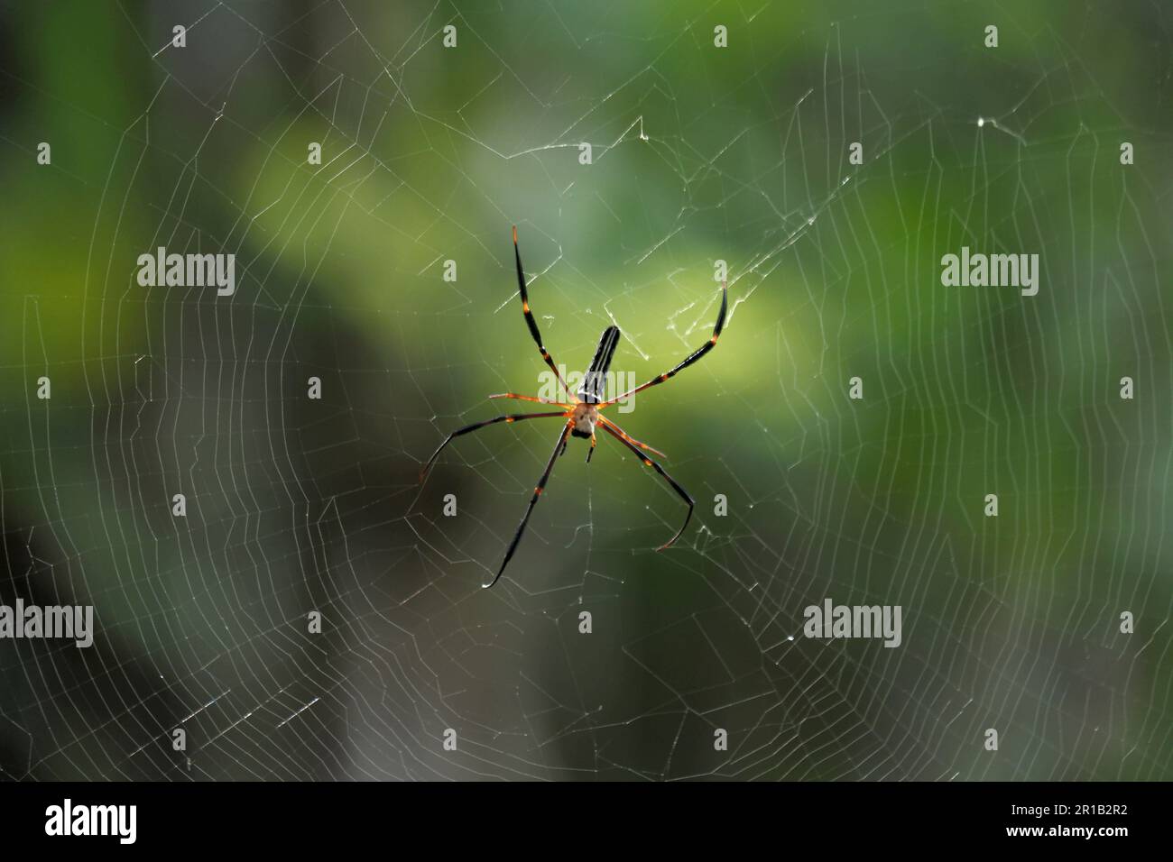 A spider sitting in its web, showcasing the intricate details of the ...