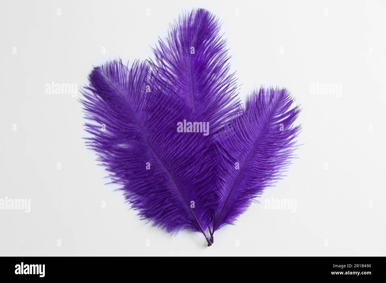 Purple feathers hi-res stock photography and images - Alamy
