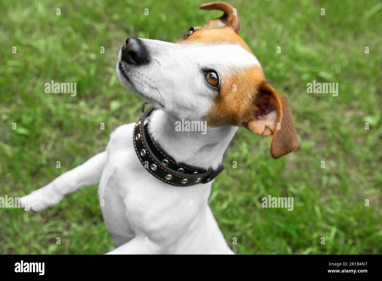 Beautiful Jack Russell Terrier in black leather dog collar outdoors ...