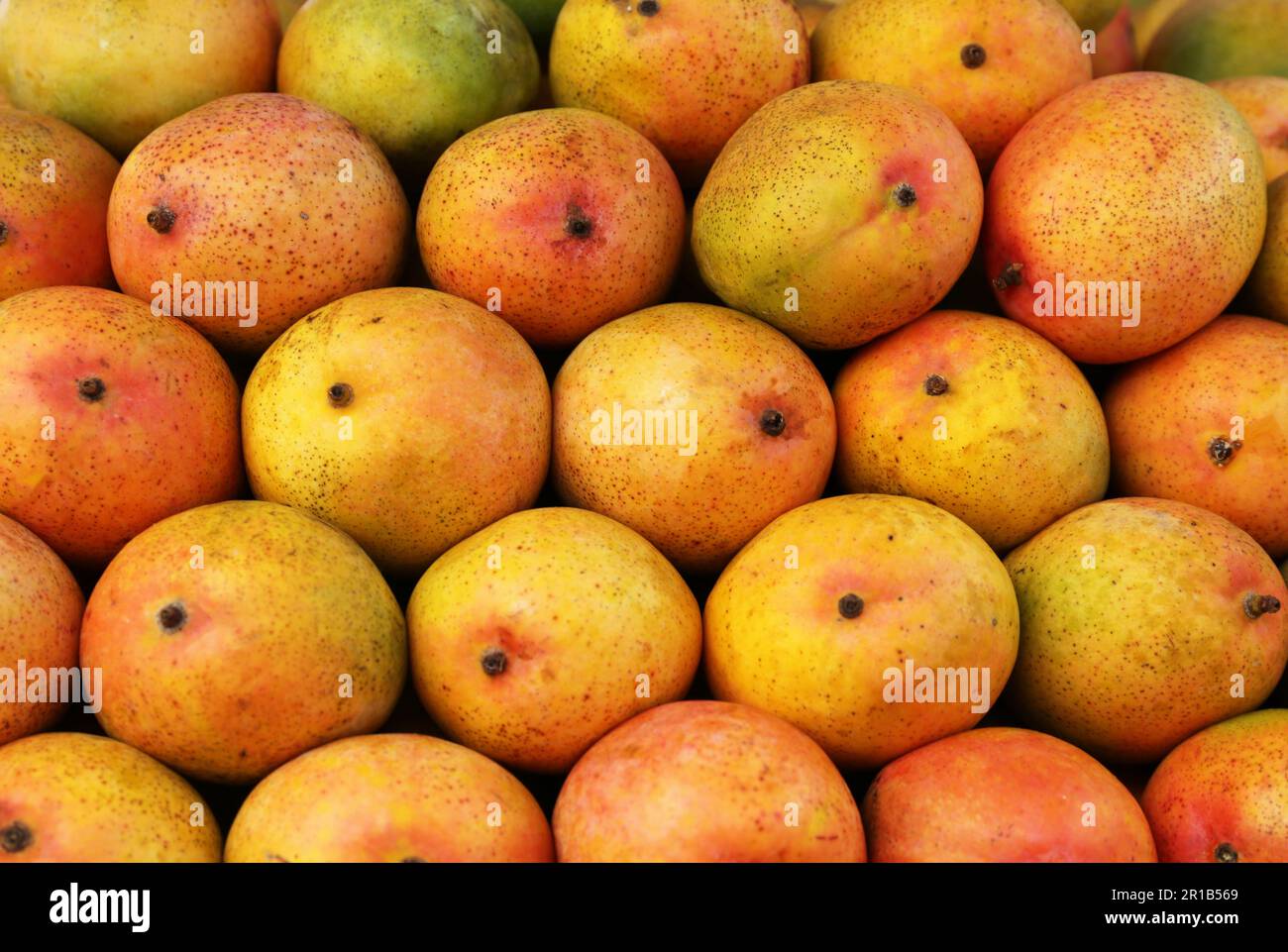 Pile of delicious ripe yellow mangoes, closeup Stock Photo - Alamy