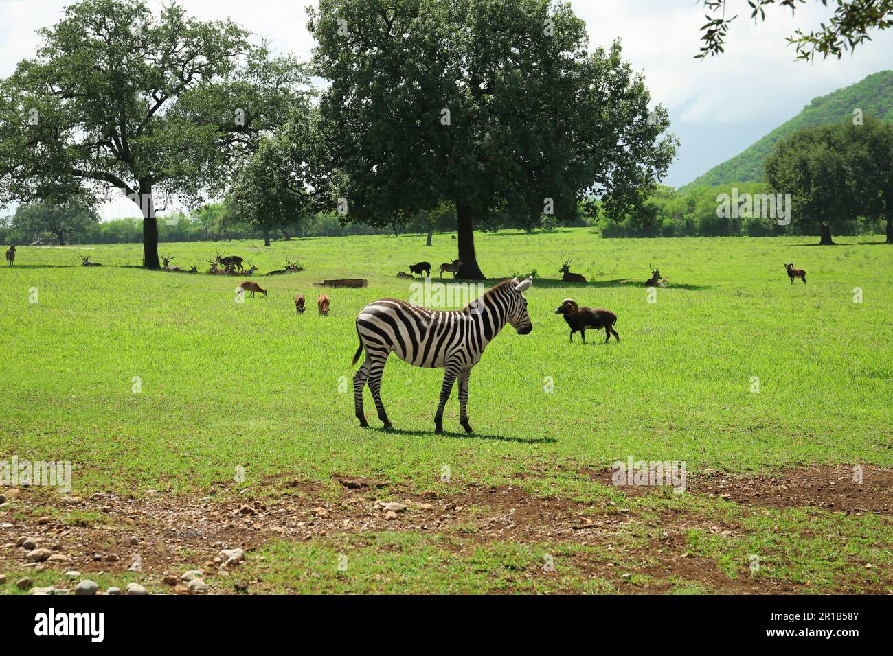 Beautiful zebra and different animals in safari park Stock Photo - Alamy