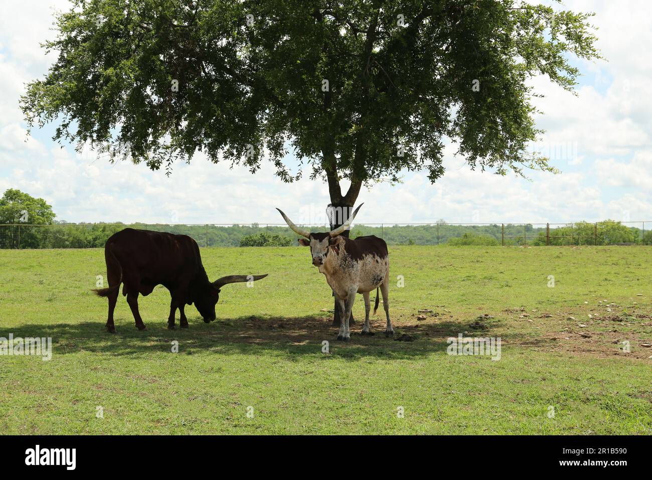 Beautiful Ankole cows near tree in safari park Stock Photo - Alamy