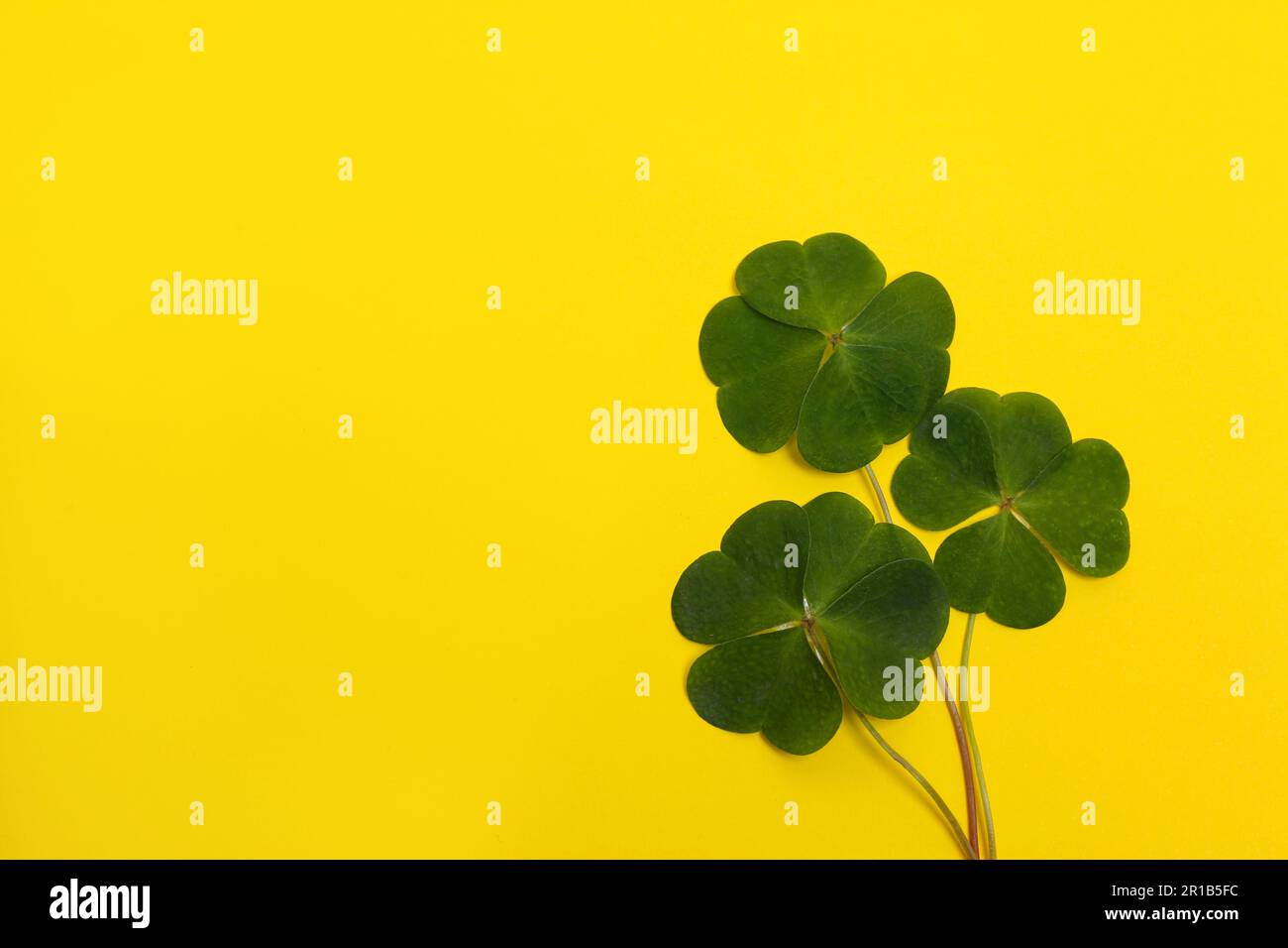 Beautiful green four leaves clover on yellow background, top view ...