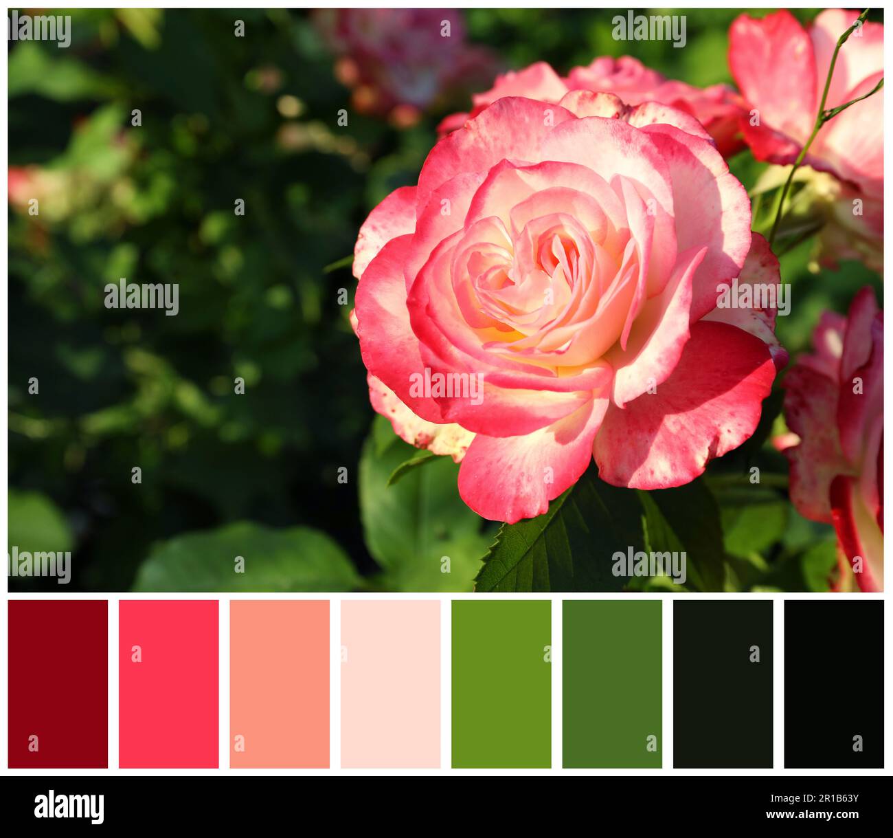 Beautiful blooming pink rose outdoors on sunny day and color palette ...