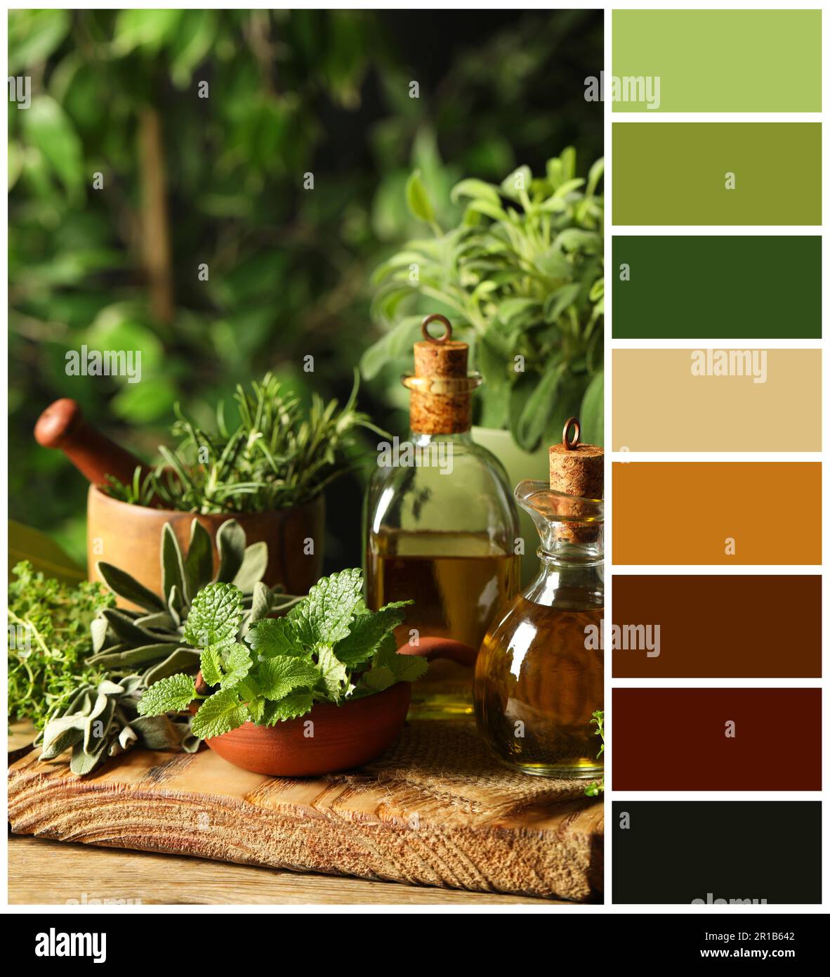 Different fresh herbs with oils on wooden table and color palette ...
