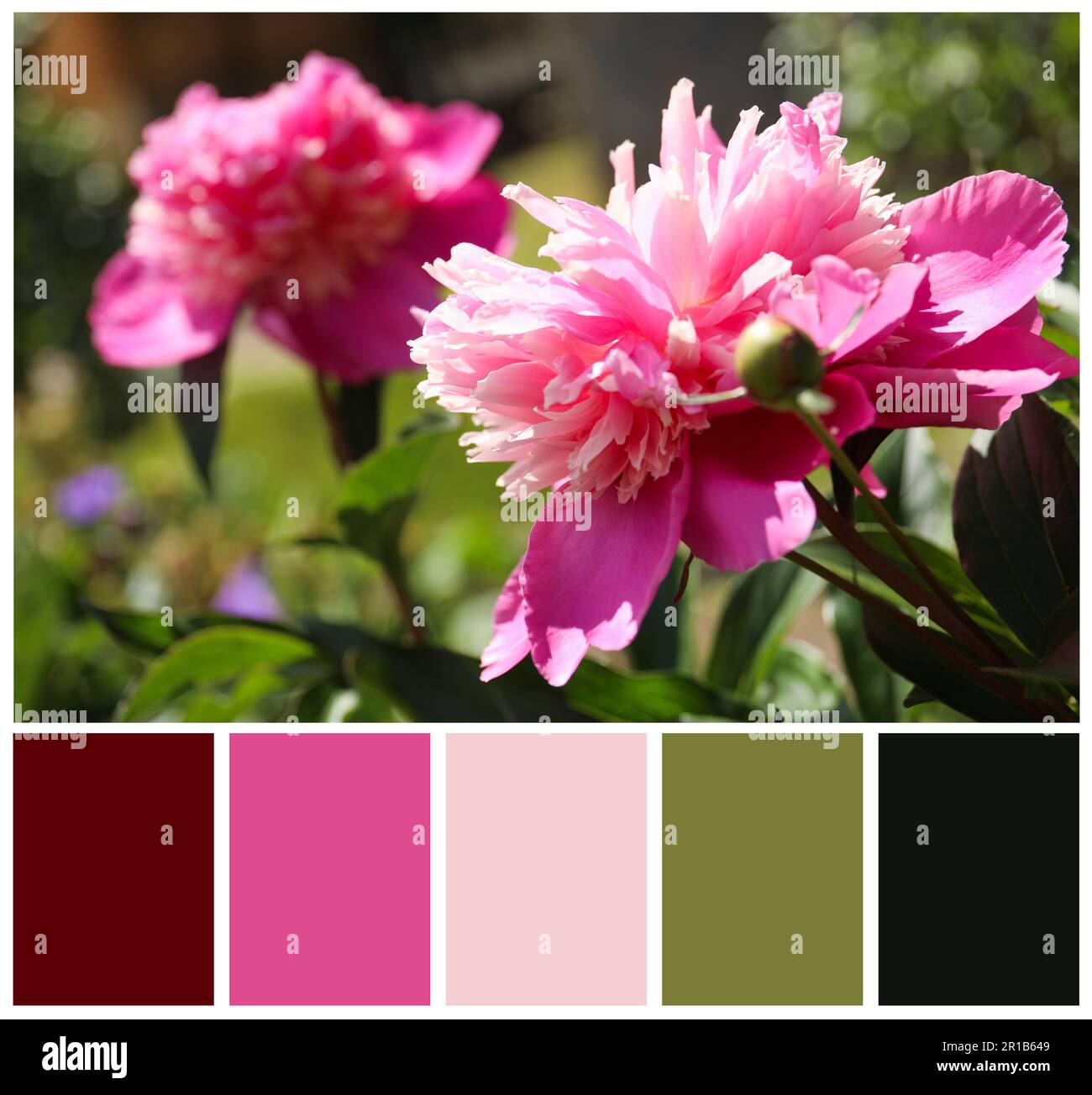 Blooming pink peony flowers and color palette. Collage Stock Photo - Alamy