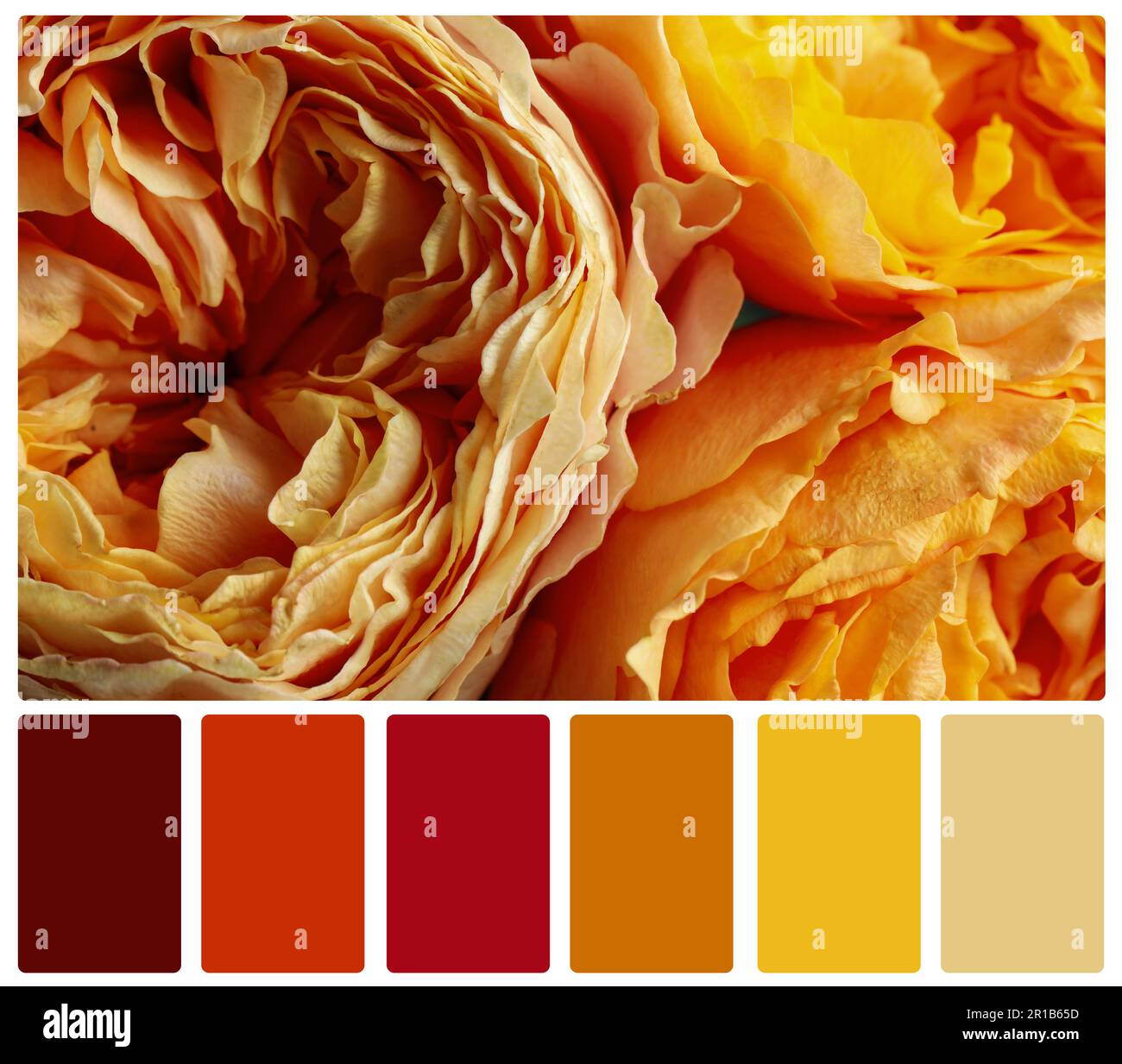 Beautiful fresh flowers and color palette. Collage Stock Photo - Alamy