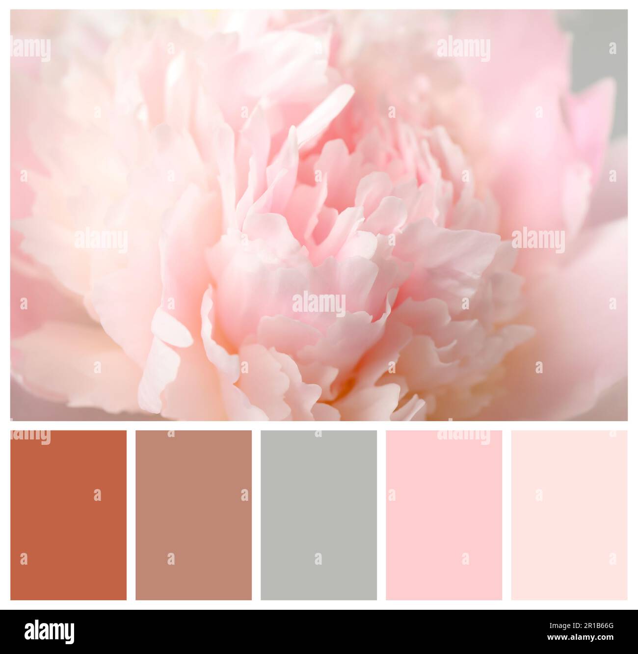Beautiful pink peony and color palette. Collage Stock Photo - Alamy