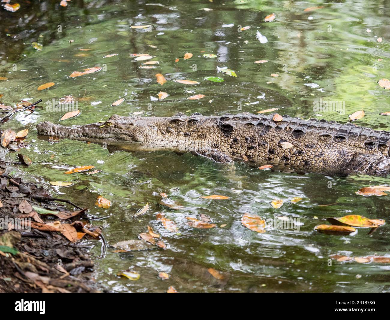 American crocodile crocodylus acutus hi-res stock photography and ...