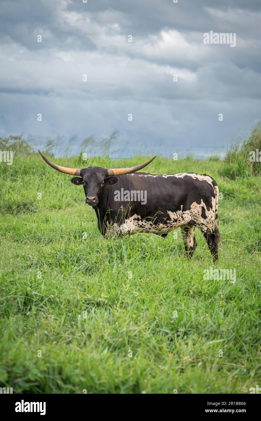 Texas Longhorn cattle standing facing forward in a rich green, long ...