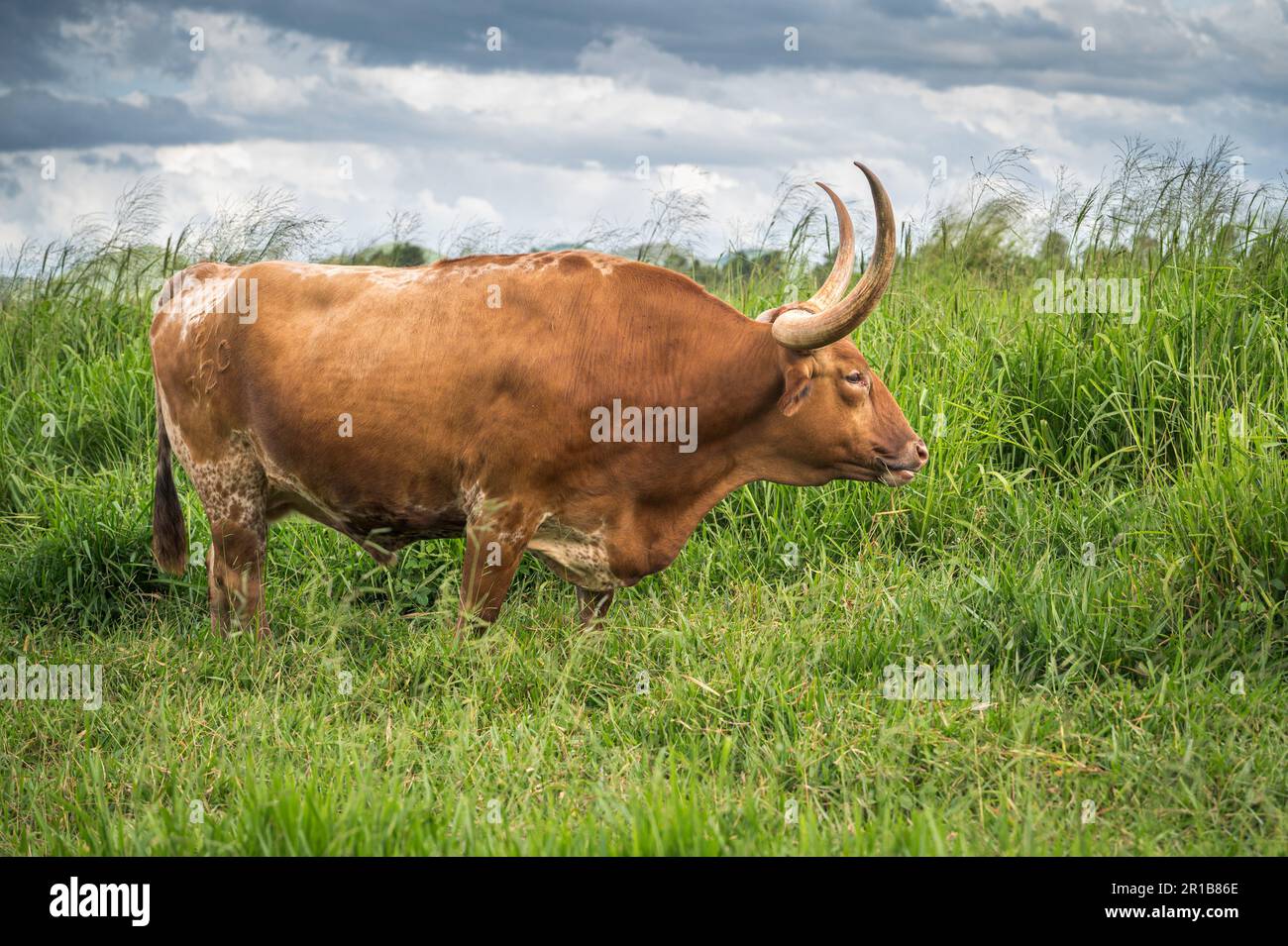 Texas Longhorn cattle standing broadside in a rich green, long grassed ...