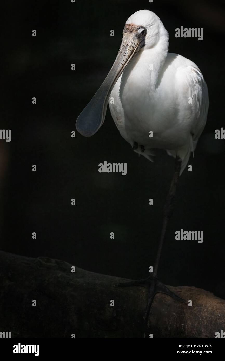 A single Royal Spoonbill standing on one leg in gorgeous, afternoon ...