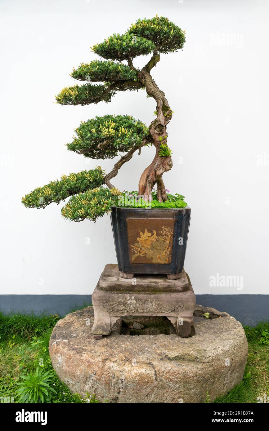 Bonsai tree against white wall in a park Stock Photo - Alamy