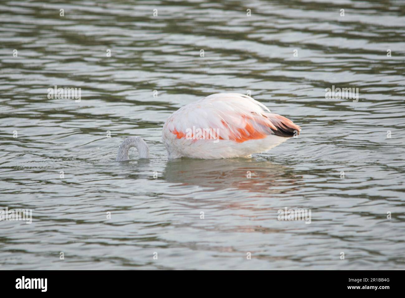Austral flamingo fishing in Mar Chiquita , Buenos Aires , Argentina ...