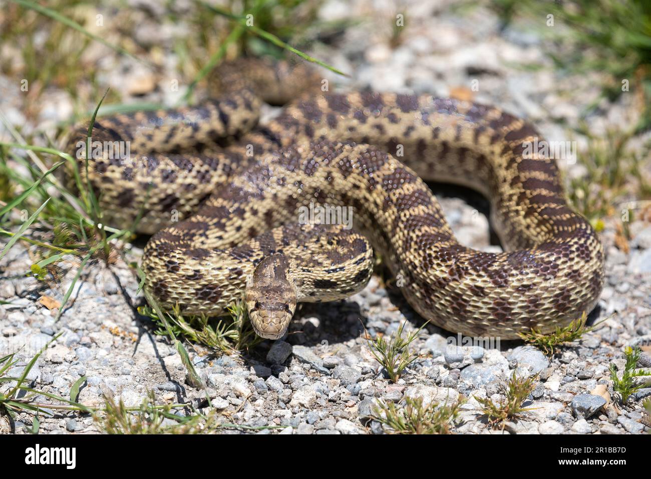 Pacific Gopher Snake Adult in Defensive Posture. Arastradero Preserve ...