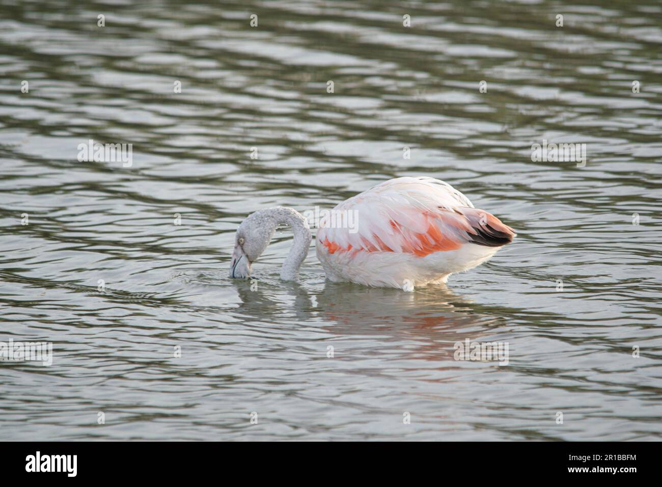 Austral flamingo fishing in Mar Chiquita , Buenos Aires , Argentina ...