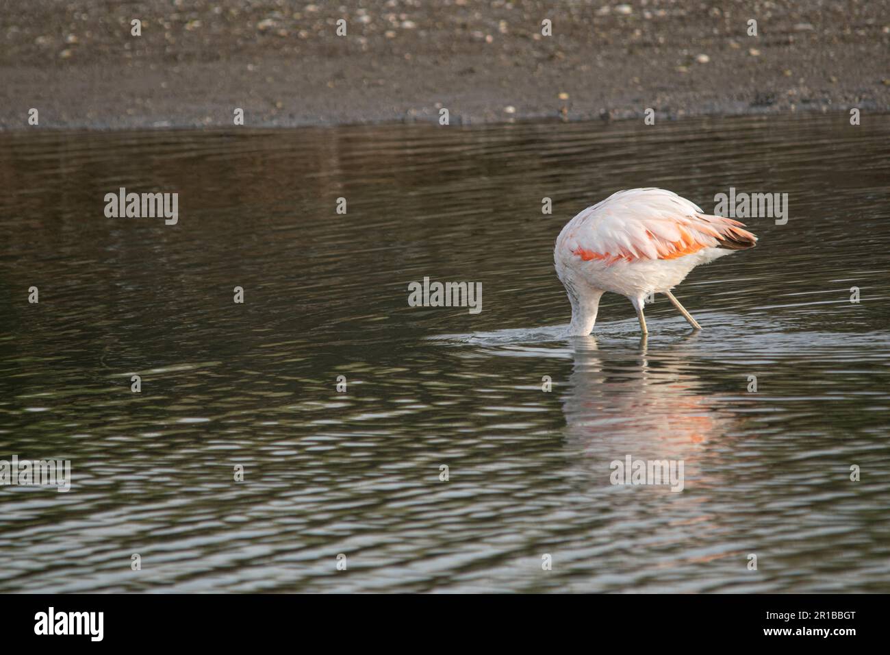Austral flamingo fishing in Mar Chiquita , Buenos Aires , Argentina ...