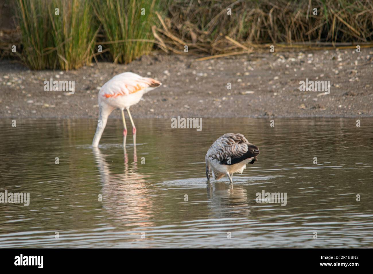 Austral flamingo fishing in Mar Chiquita , Buenos Aires , Argentina ...