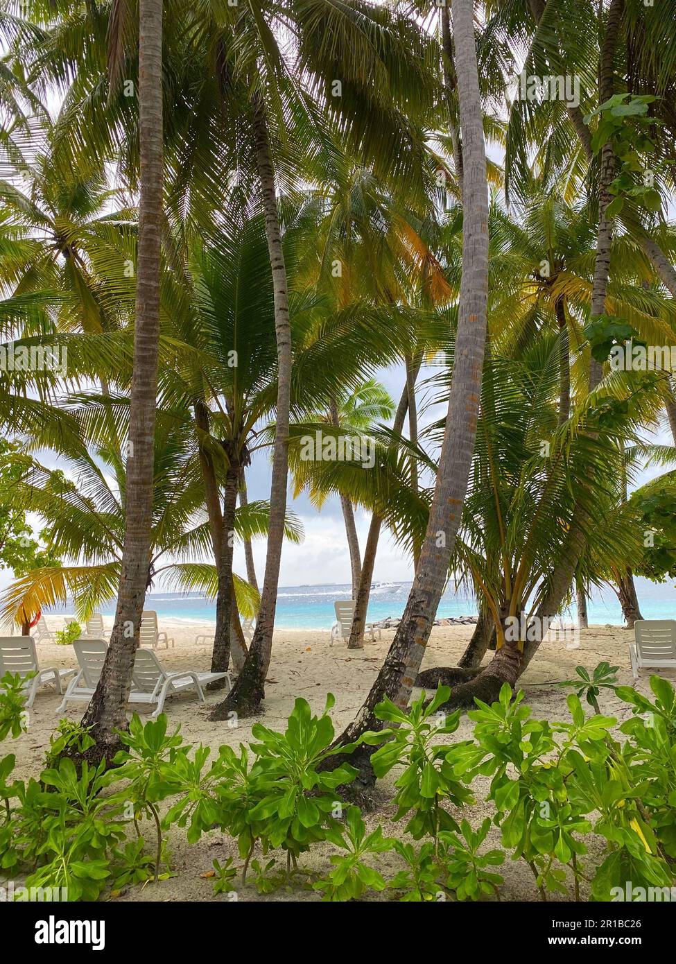 Maldives, ocean, sea, beach, palm trees Stock Photo - Alamy