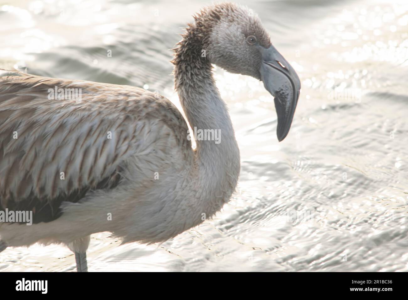 Austral flamingo fishing in Mar Chiquita , Buenos Aires , Argentina ...