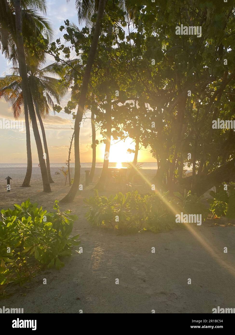 Maldives, ocean, sea, beach, palm trees Stock Photo - Alamy
