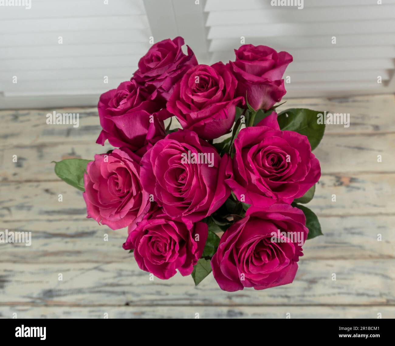 Pink purple roses hi-res stock photography and images - Alamy