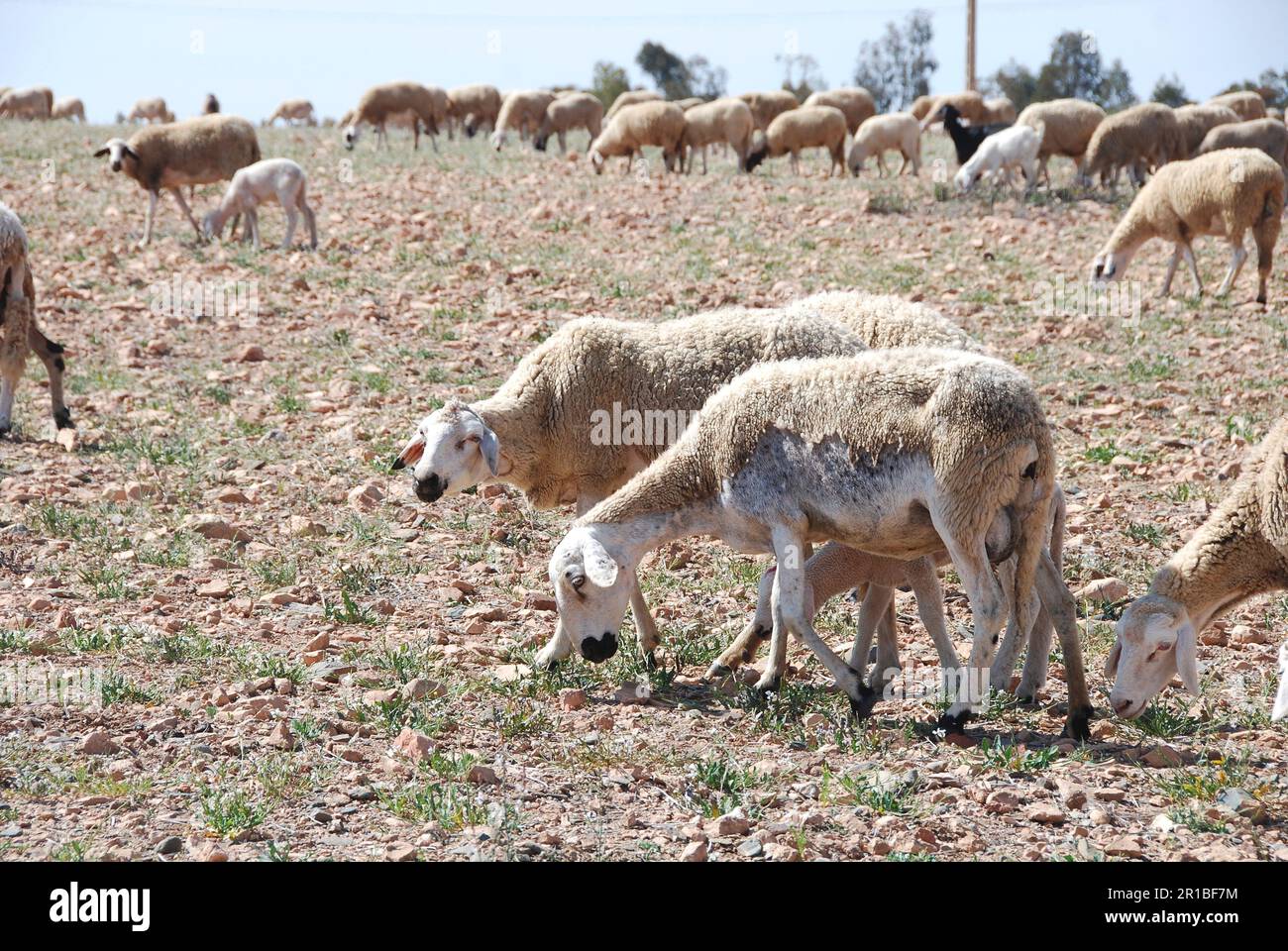 Herd of sheep in a dry agricultural landscape in Morocco Stock Photo ...