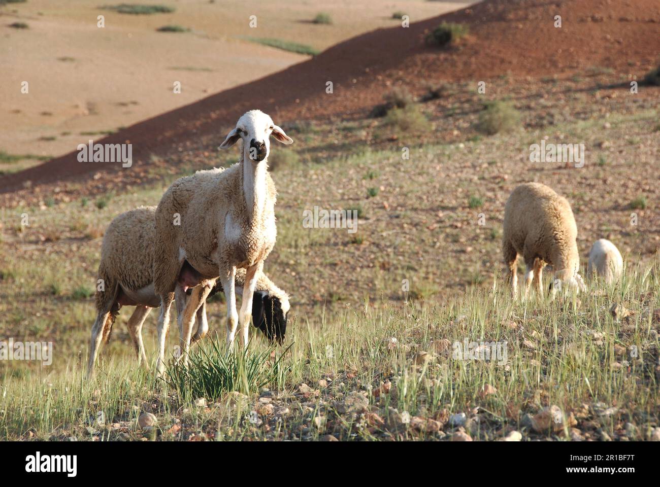 Herd of sheep in desertic agricultural landscape in Morocco Stock Photo ...