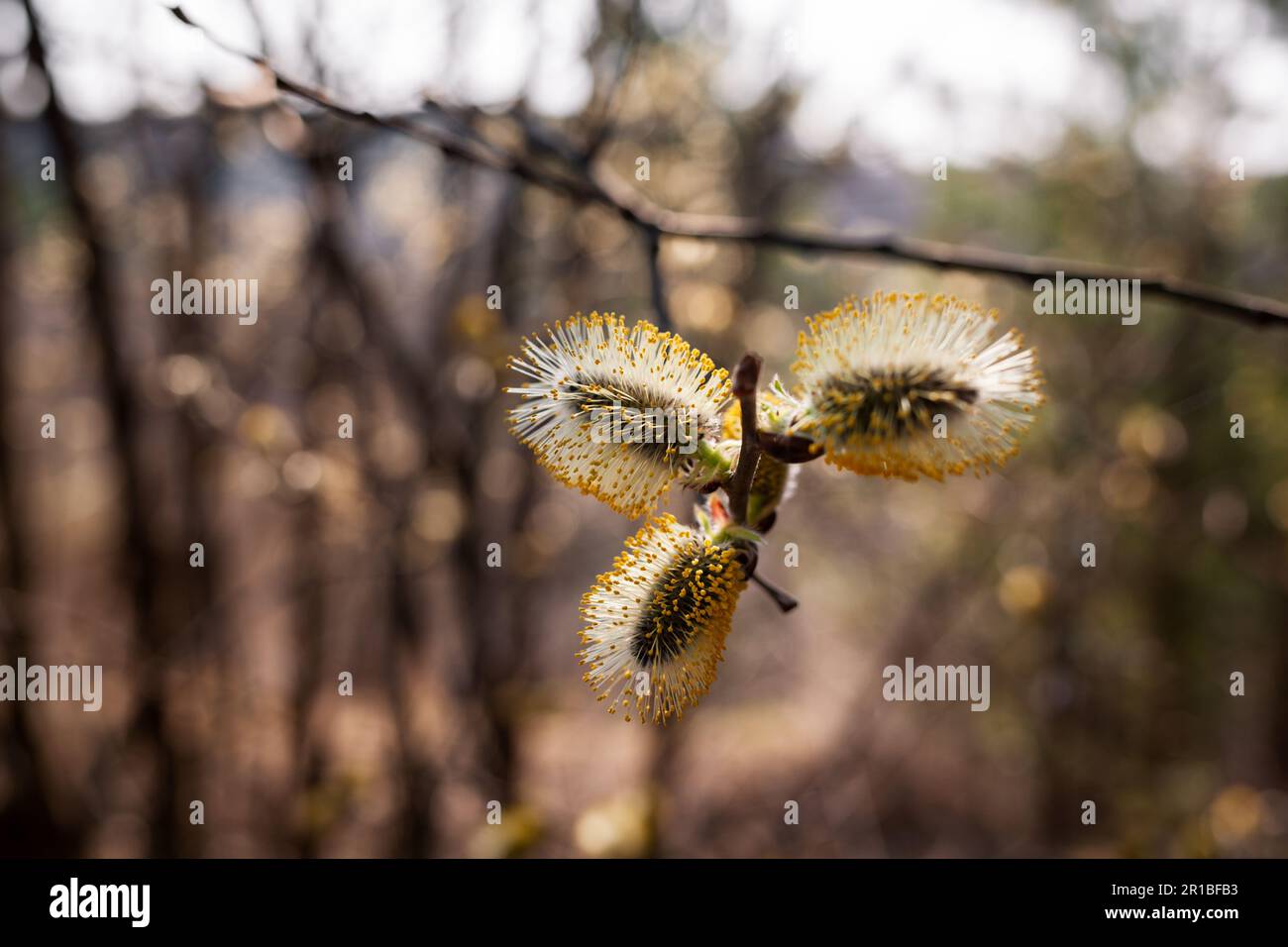 Blooming willow blurred background close-up. Willow branches Salix ...