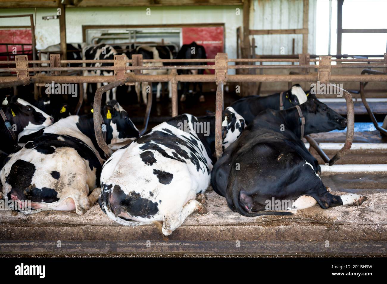 Holstein dairy cows comfortably laying down in freestalls barn Stock ...