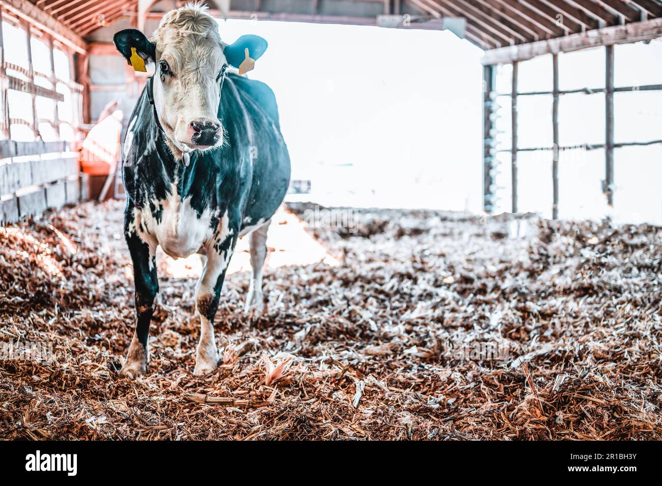 Deep-litter bedding in a bred heifer dairy pole barn Stock Photo - Alamy