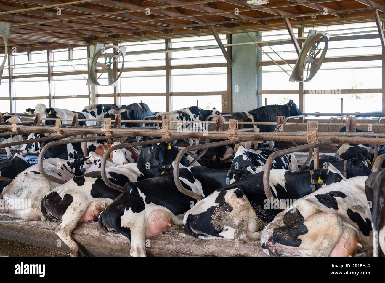 Holstein dairy cows comfortably laying down in freestalls barn Stock ...