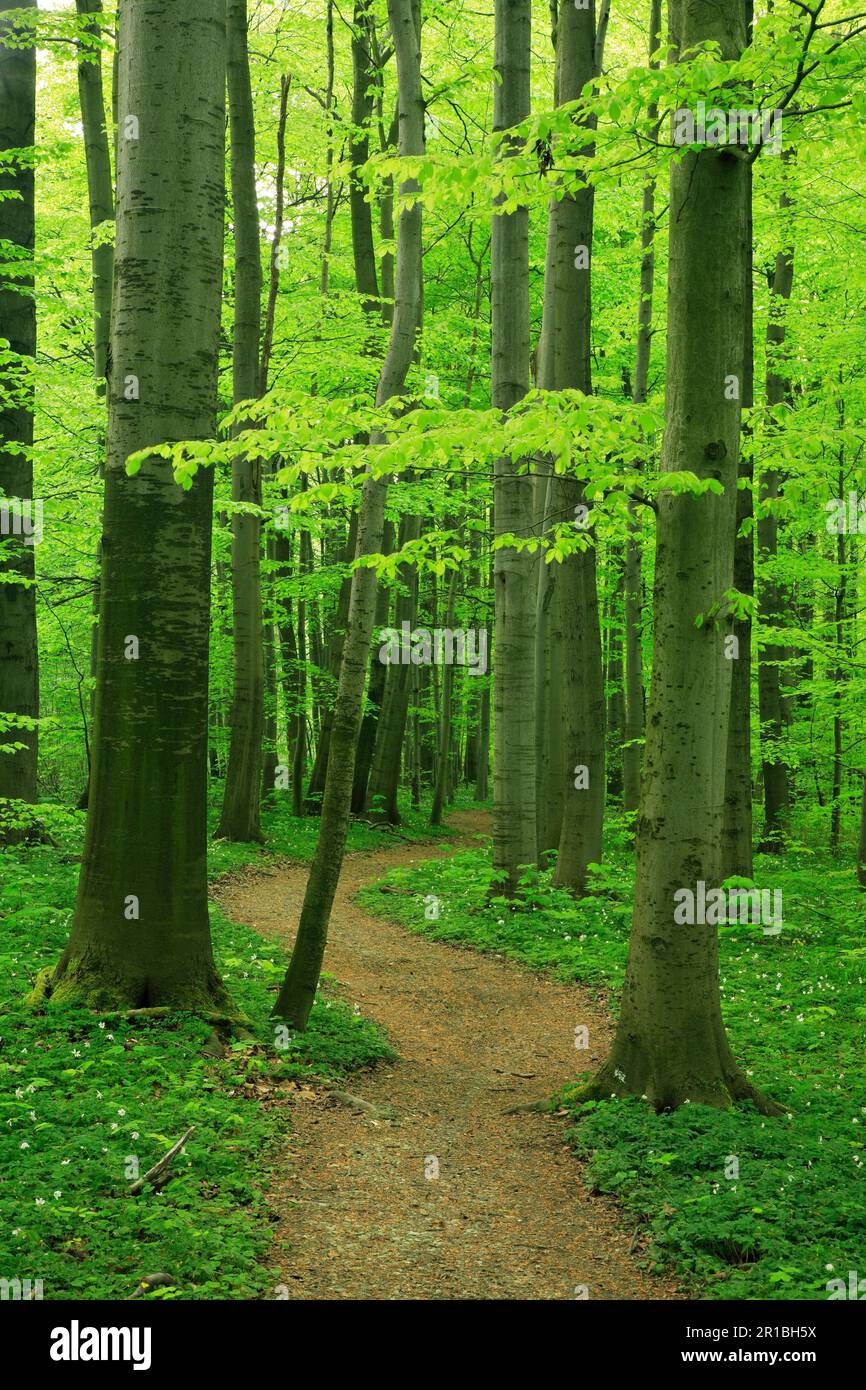 Hiking trail winds through near-natural beech forest in spring, fresh ...