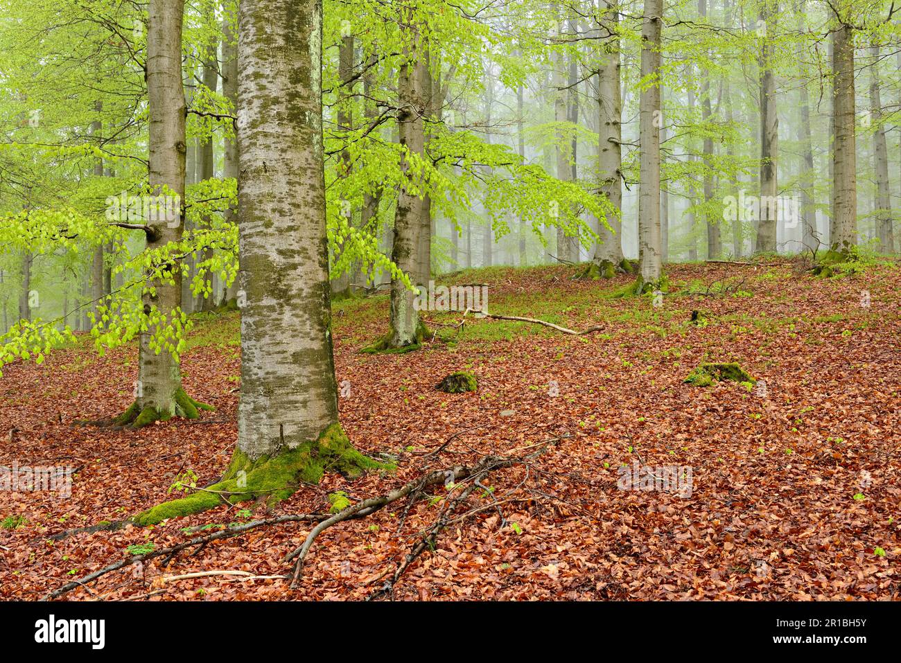 Beech forest with mist in early spring, first fresh green foliage ...